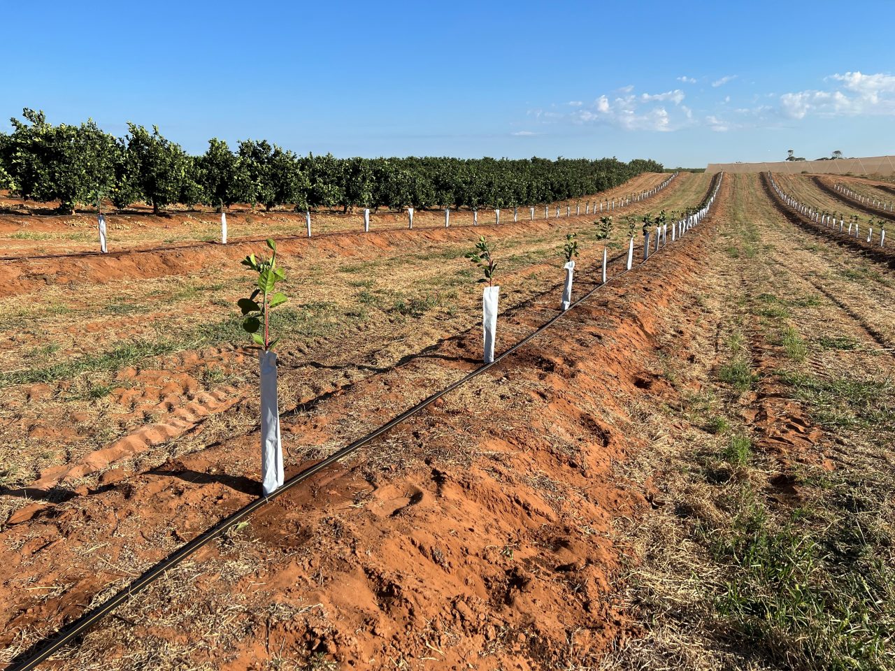 Tree Guards - Chislett Farms