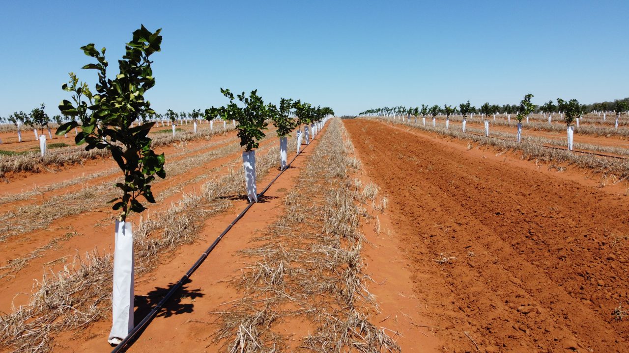 How To Plant - Chislett Farms
