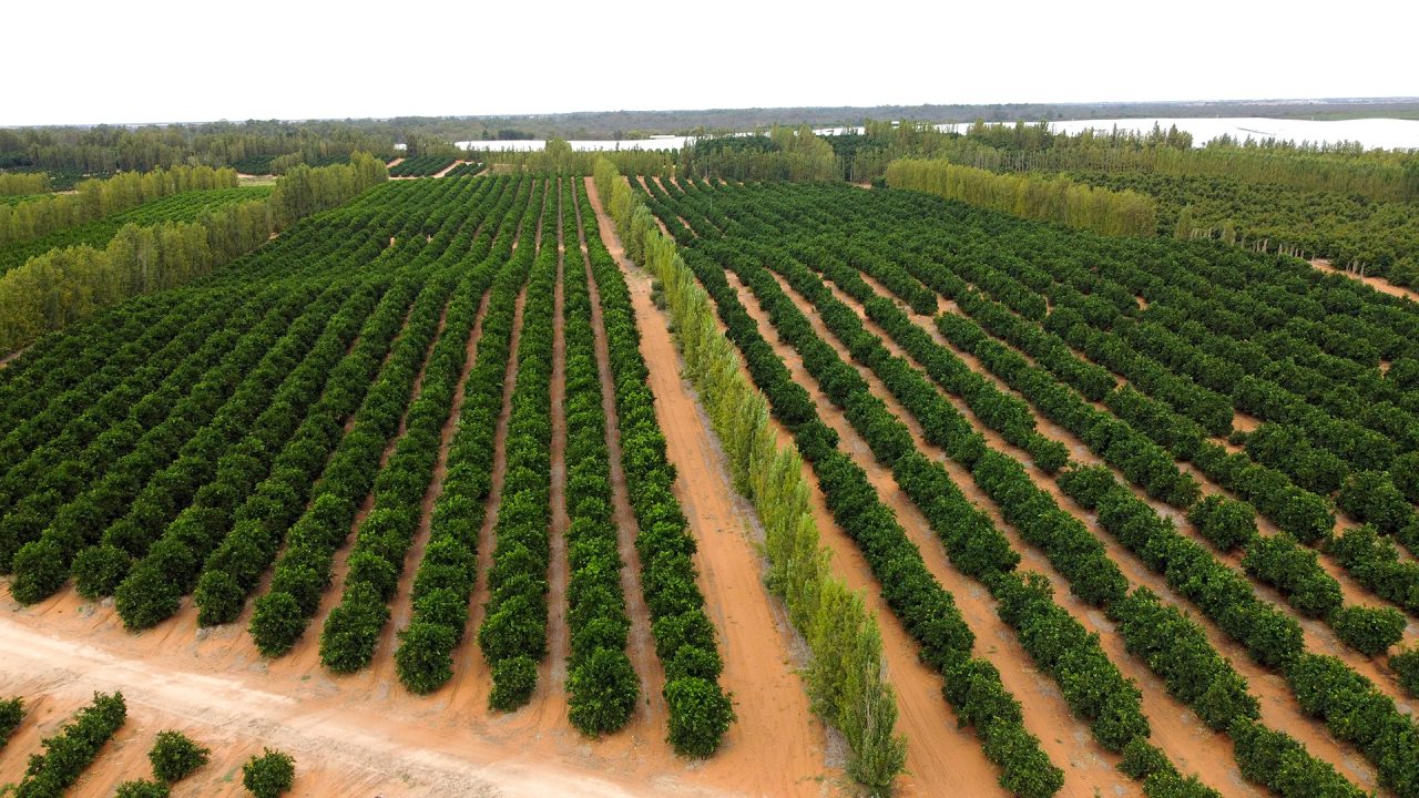 Kenley - Chislett Farms