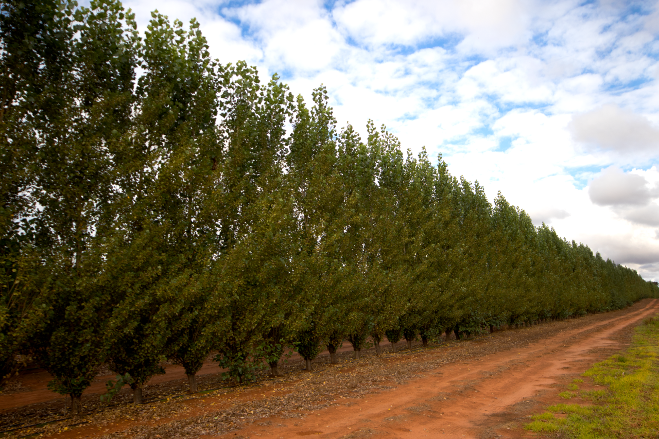 Windbreaks - Chislett Farms